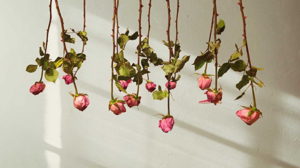 Pink Upside Down Flowers: Pink Flower Meaning