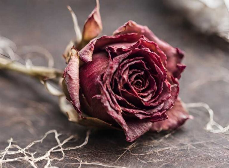 Spiritual Meaning Of Rose: Red Rose Meaning Symbolism