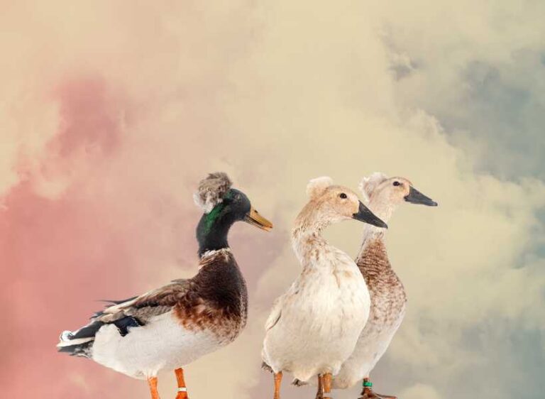 Spiritual Meaning Duck: Duck Meaning Symbolism