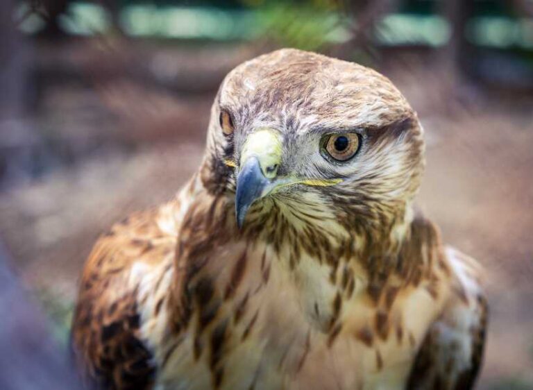 Spiritual Meaning Buzzard: Totem Symbolism