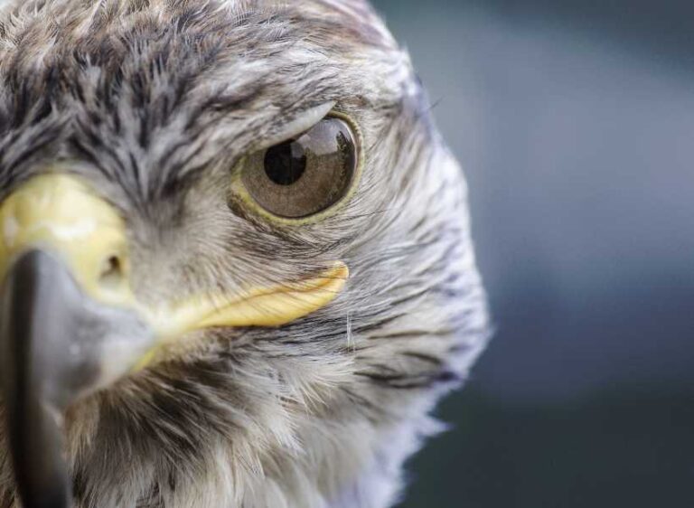 Spiritual Meaning Falcon: Spirit Animal Falcon Symbolism