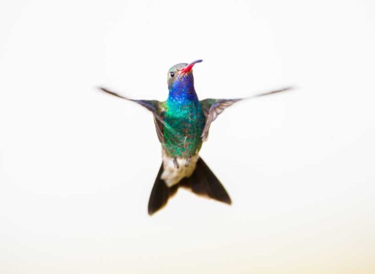 Spiritual Meaning Hummingbird: Spirit Animal Symbolism