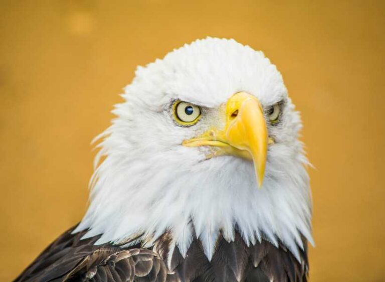 Spiritual Meaning Bald Eagle: Eagle Symbolism