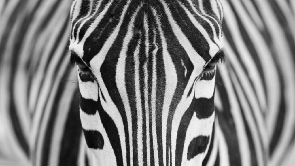 Zebra Spiritual Meaning: Zebra Power Animal