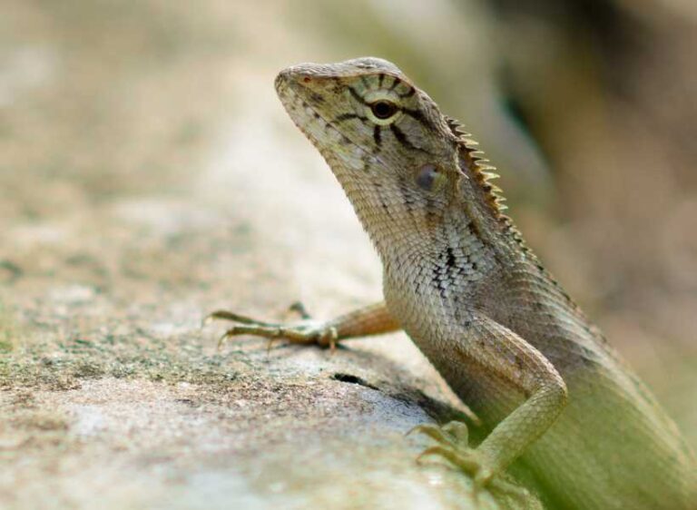 Spiritual Meaning Lizard: Spirit Animal Symbolism