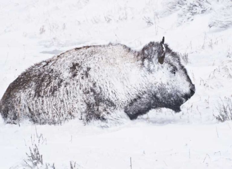 Spiritual Meaning Bison: Power Animal Symbolism