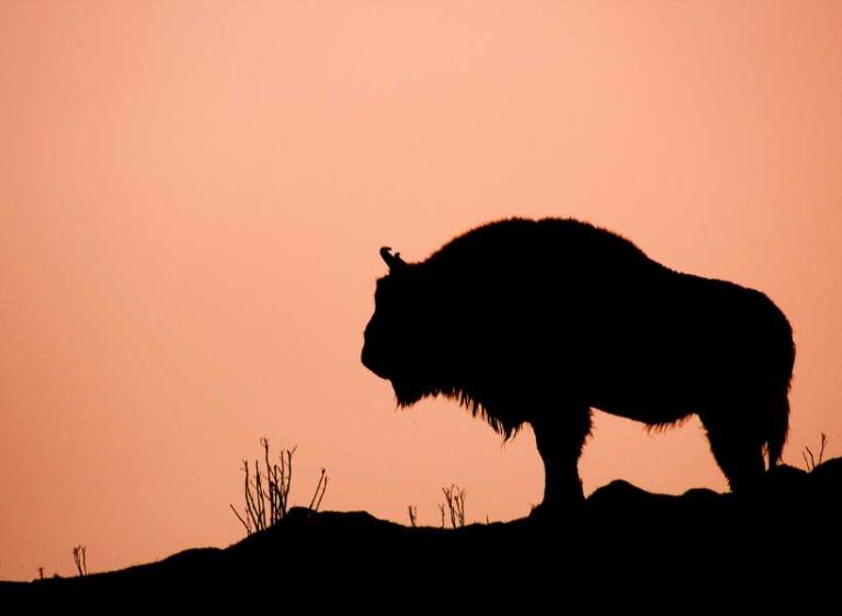 Spiritual Meaning Bison: Power Animal Symbolism