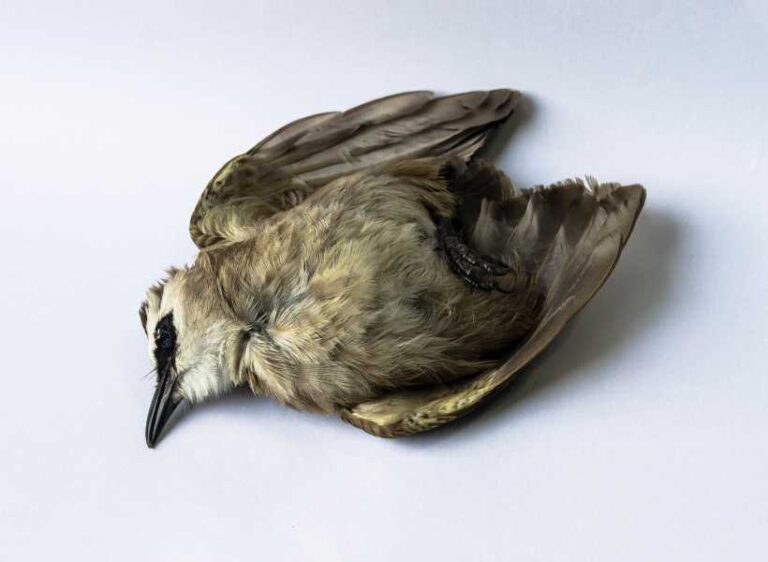 Spiritual Meaning Dead Bird: Omen And Dead Bird Symbolism