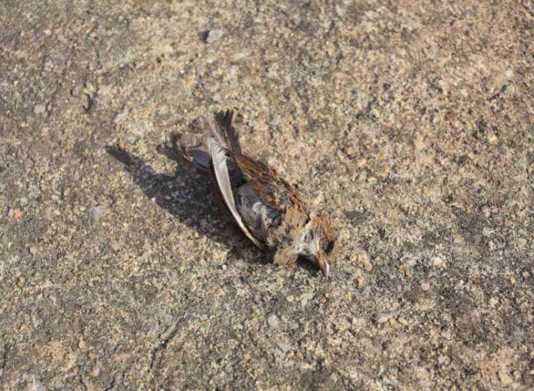 Spiritual Meaning Dead Bird: Omen And Dead Bird Symbolism