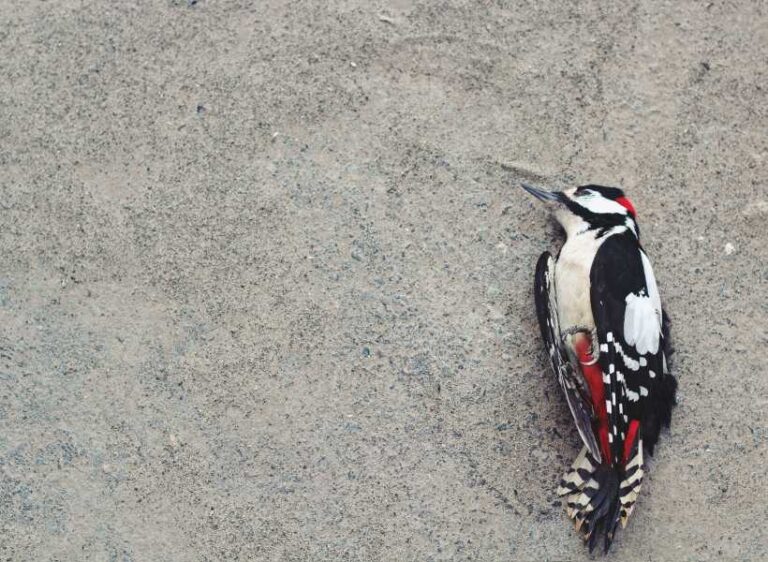 Spiritual Meaning Dead Bird: Omen And Dead Bird Symbolism