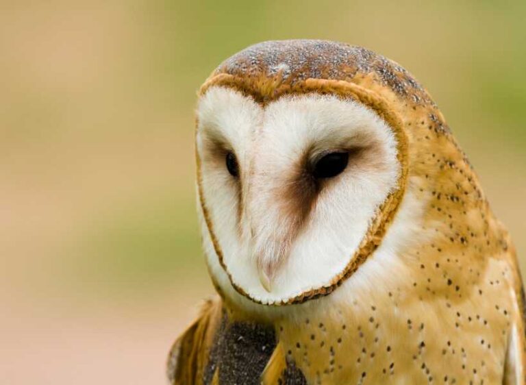 Spiritual Meaning Of Owls: Symbolism