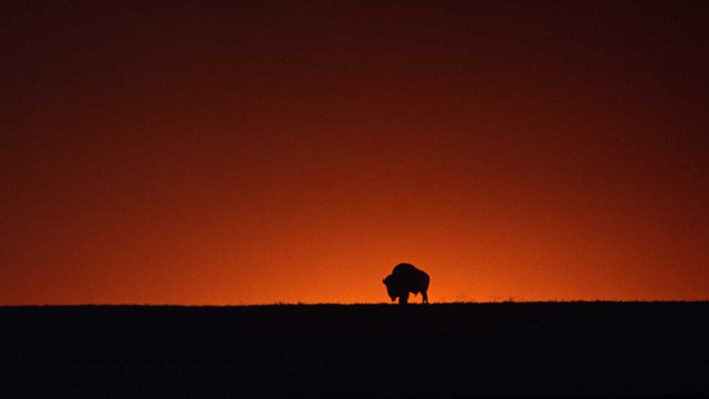 Spiritual Meaning Bison: Power Animal Symbolism