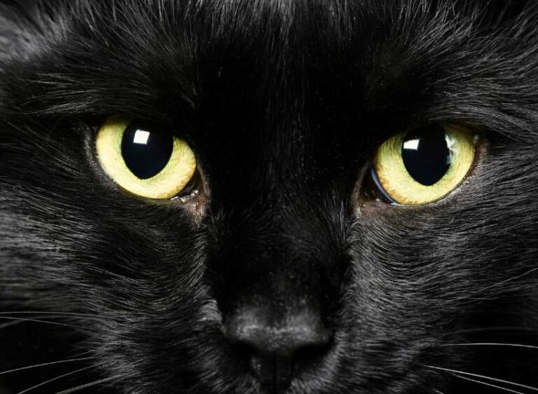 Spiritual Meaning Of A Cat: Spirit Animal And Cat Symbolism