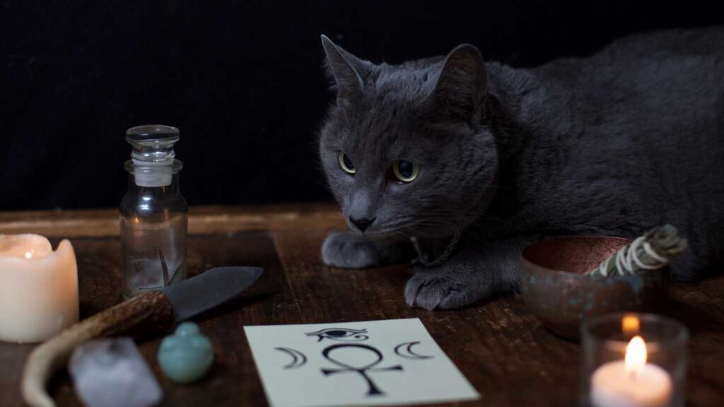 Spiritual Meaning Of A Cat: Spirit Animal And Cat Symbolism