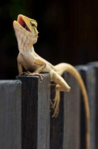 Spiritual Meaning Lizard: Spirit Animal Symbolism