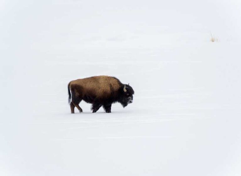 Spiritual Meaning Bison: Power Animal Symbolism