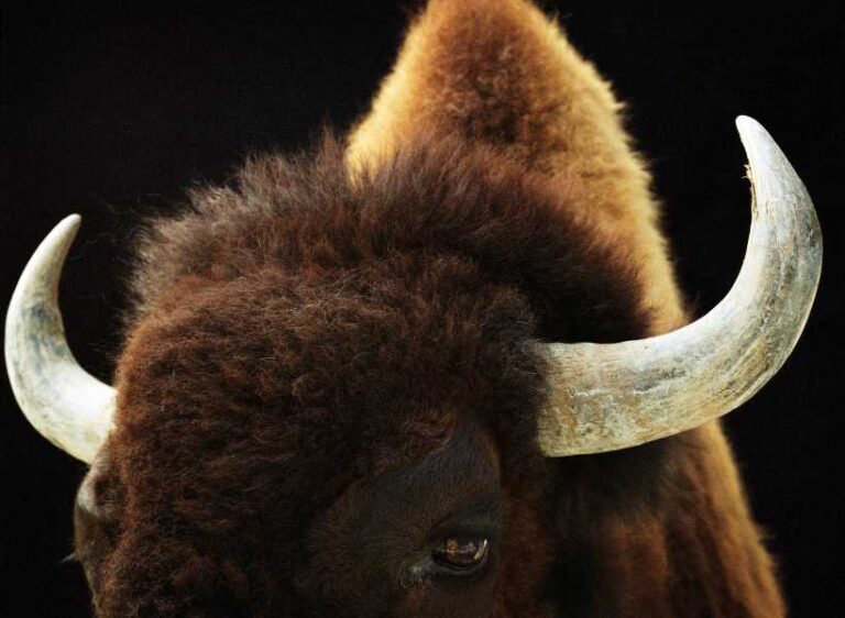 Spiritual Meaning Bison: Power Animal Symbolism