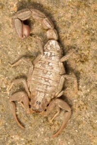 Spiritual Meaning Scorpion: Symbolism Of Spirit Animal