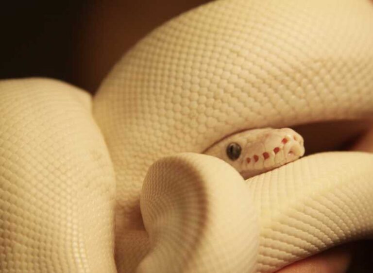 Spiritual Meaning Of Python Snake: Spirit Animal