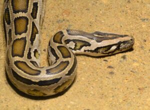Spiritual Meaning Of Python Snake: Spirit Animal