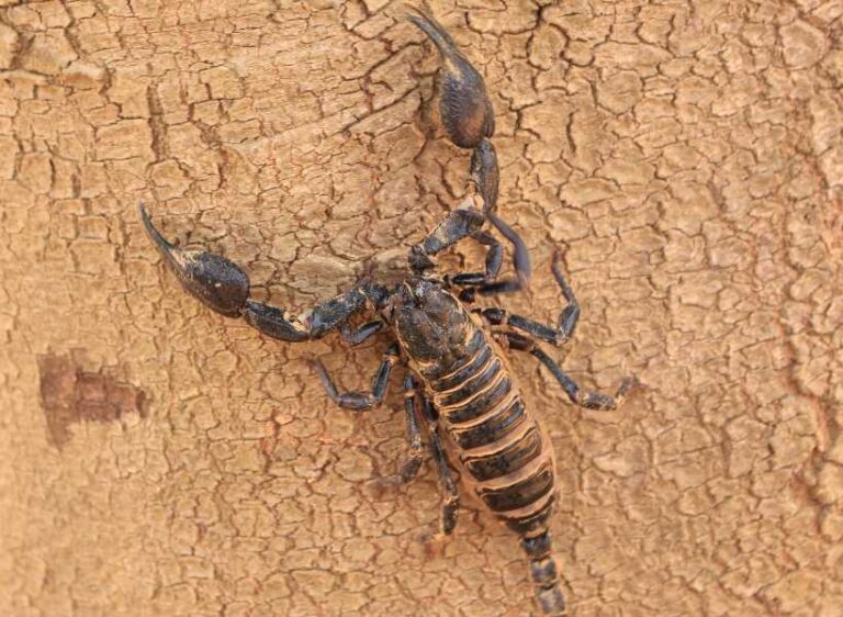 Spiritual Meaning Scorpion: Symbolism Of Spirit Animal