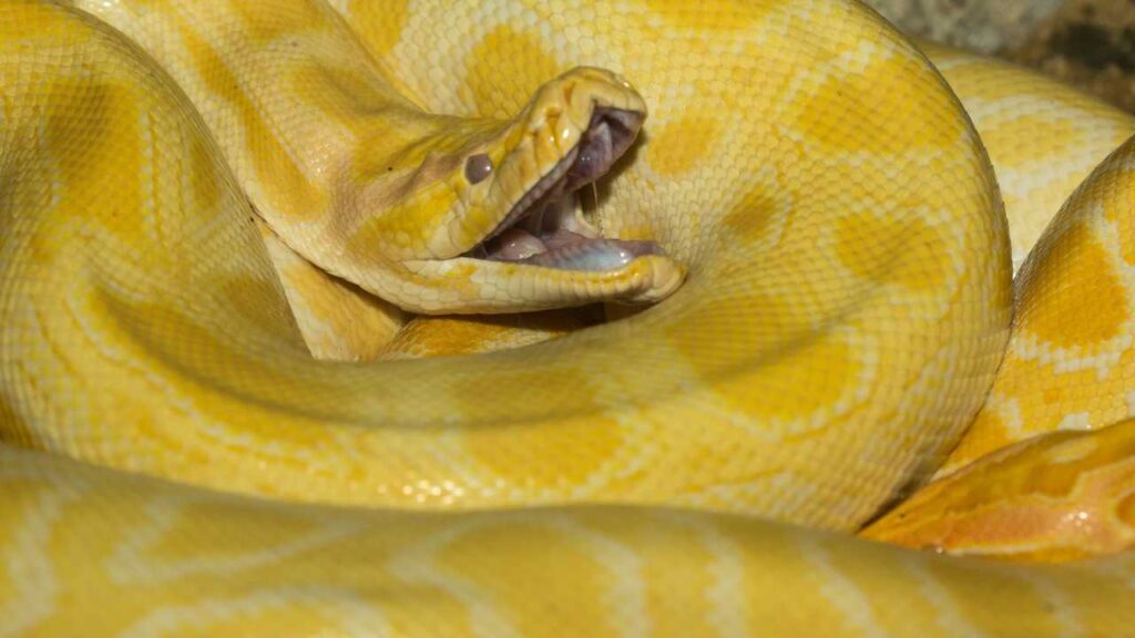Spiritual Meaning Of Python Snake: Spirit Animal
