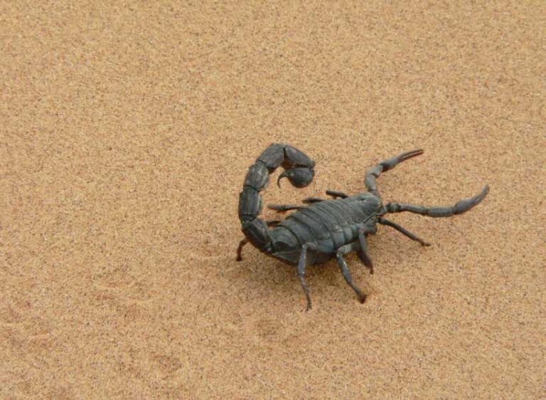 Spiritual Meaning Scorpion: Symbolism Of Spirit Animal
