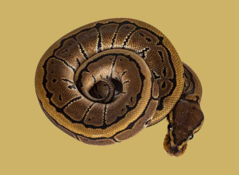 Animal Symbolism: Different Animals Symbols And Meaning