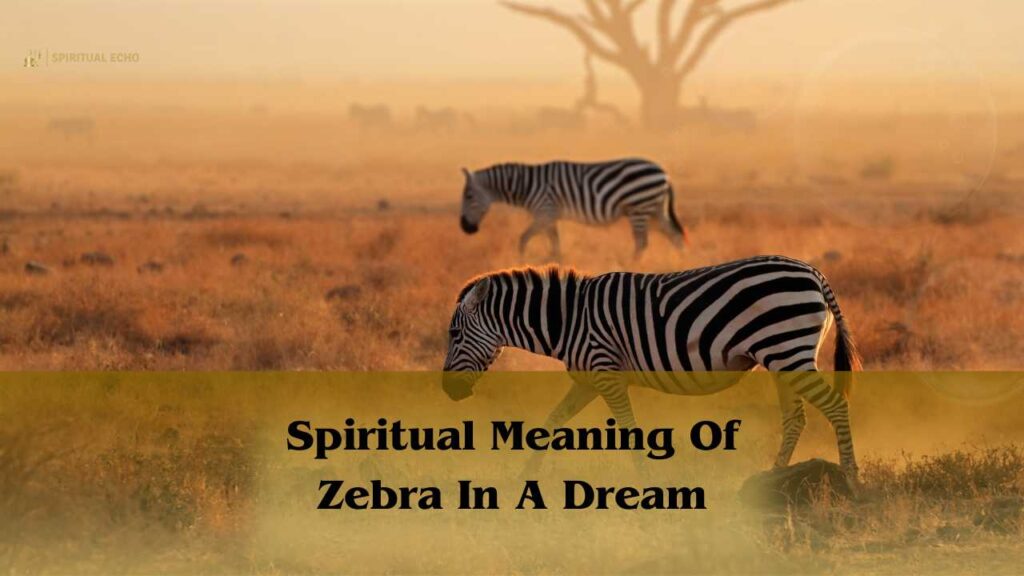 Spiritual Meaning Of Zebra In A Dream: Zebra Dream
