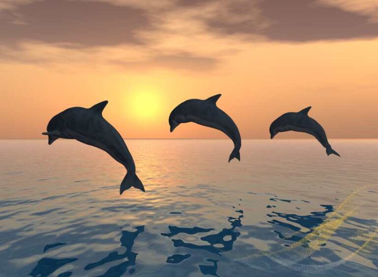 Spiritual Meaning Dolphin: Spirit Animal Symbolism