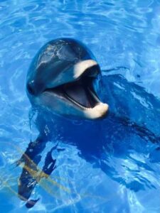 Spiritual Meaning Dolphin: Spirit Animal Symbolism
