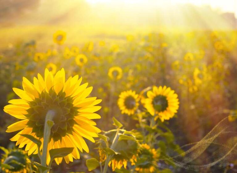 Spiritual Meaning Sunflower: See Sunflowers Meaning