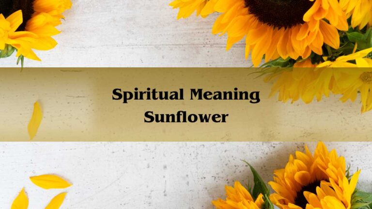 Spiritual Meaning Sunflower: See Sunflowers Meaning
