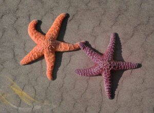 Spiritual Meaning Starfish: Meaning And Symbolism