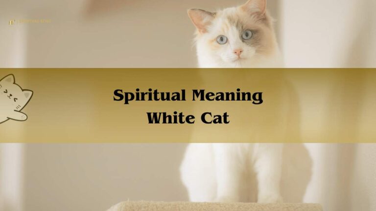 Spiritual Meaning White Cat: See A Whtie Cat Symbolism